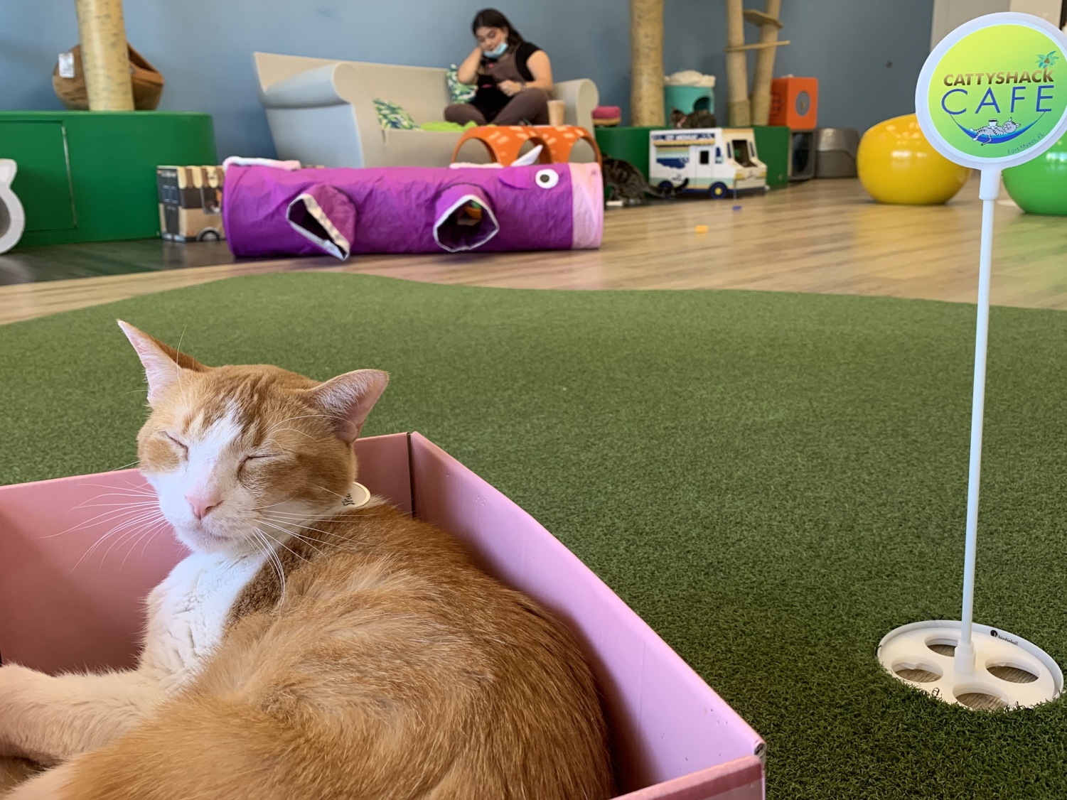 Cattyshack Cat Cafe reaches 1000th adoption – Eagle Media